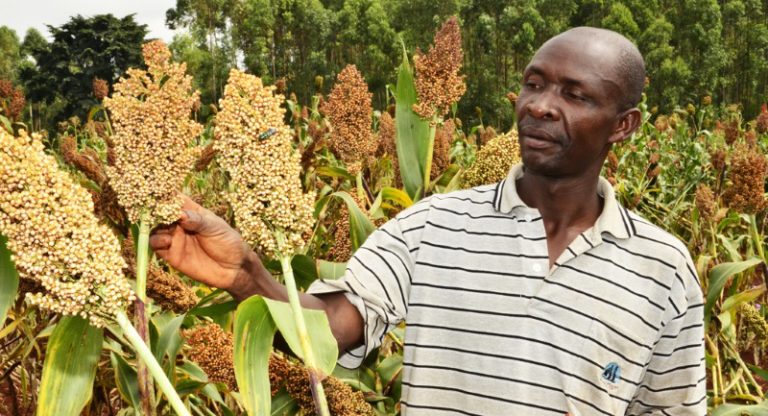 Working with Africa’s orphan crops: Sorghum and millet project ...