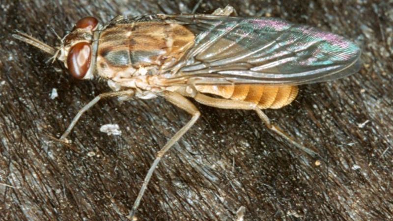 An integrated ‘push–pull’ areawide control of tsetse flies in Eastern ...